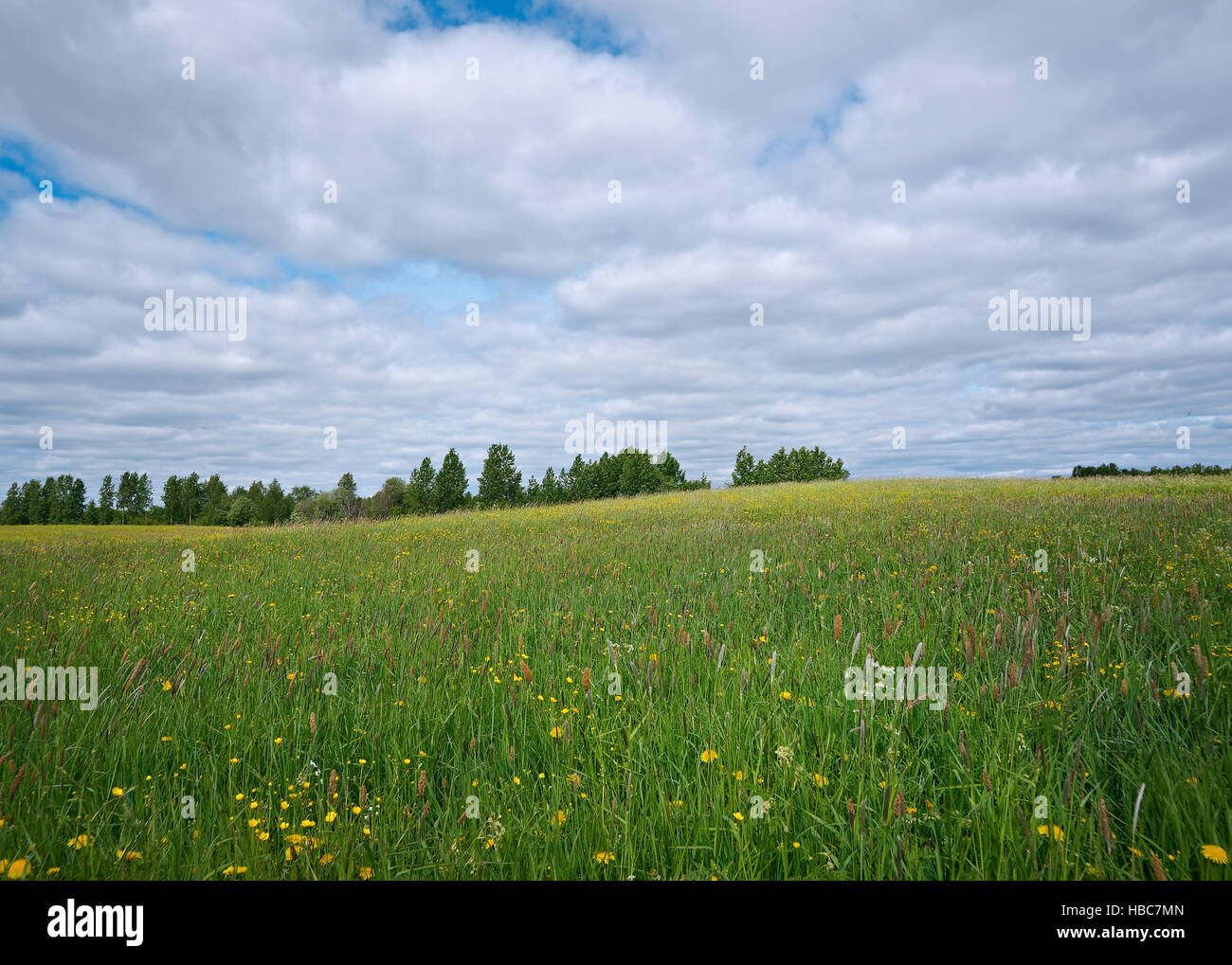 Russian spring meadow Stock Photo - Alamy