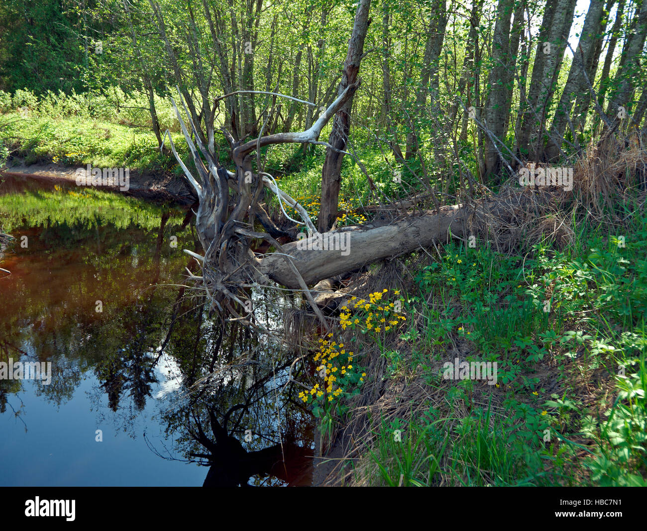 Russian spring meadow Stock Photo - Alamy