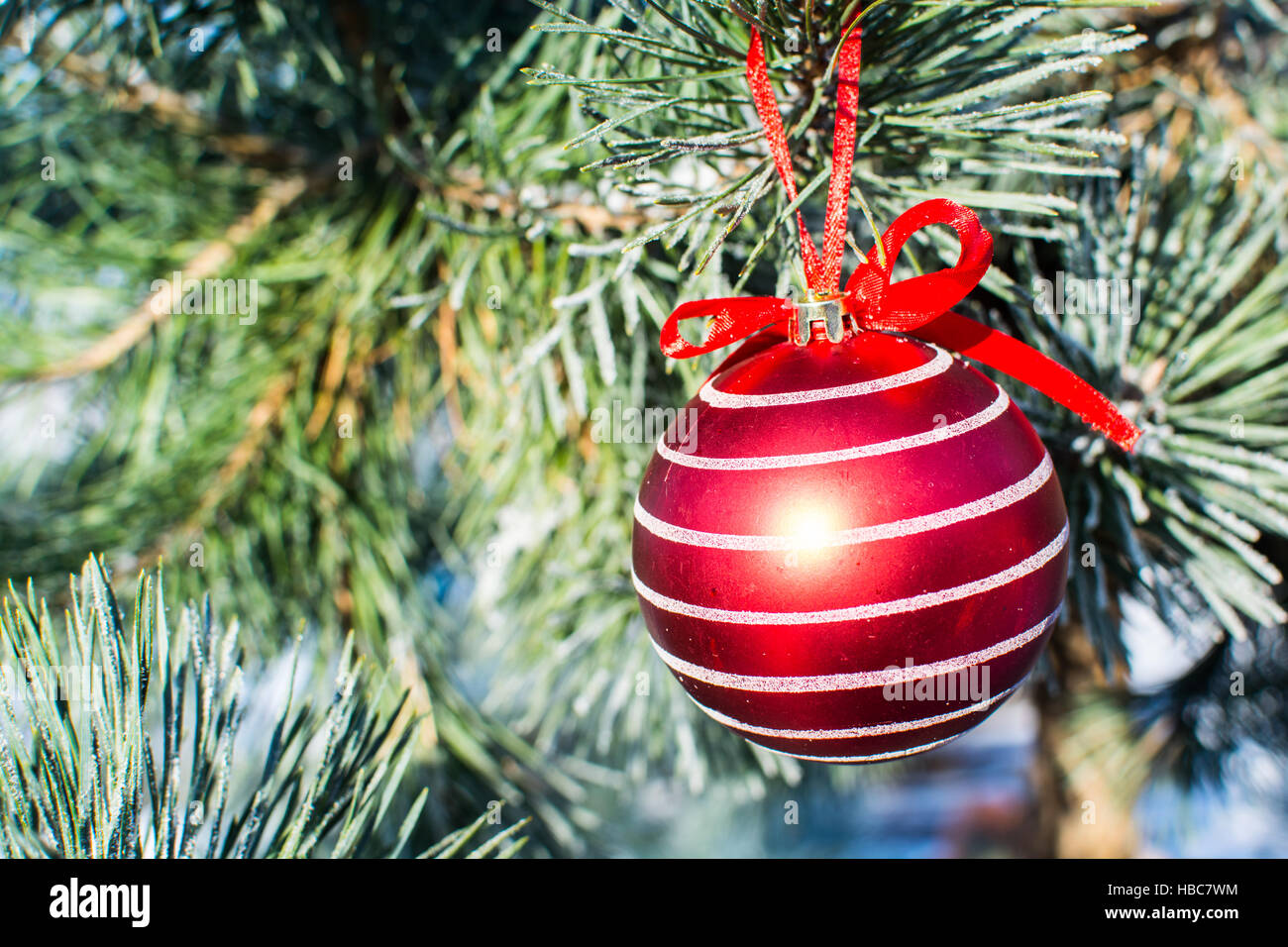 Christmas decorations big red ball on xmas tree outdoor Stock Photo - Alamy
