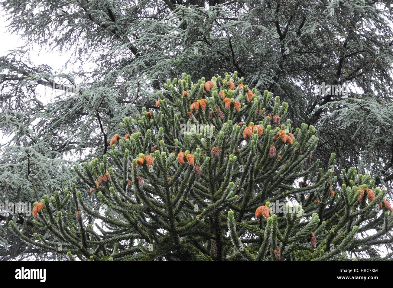 Araucaria araucana, Monkey puzzle tree Stock Photo - Alamy
