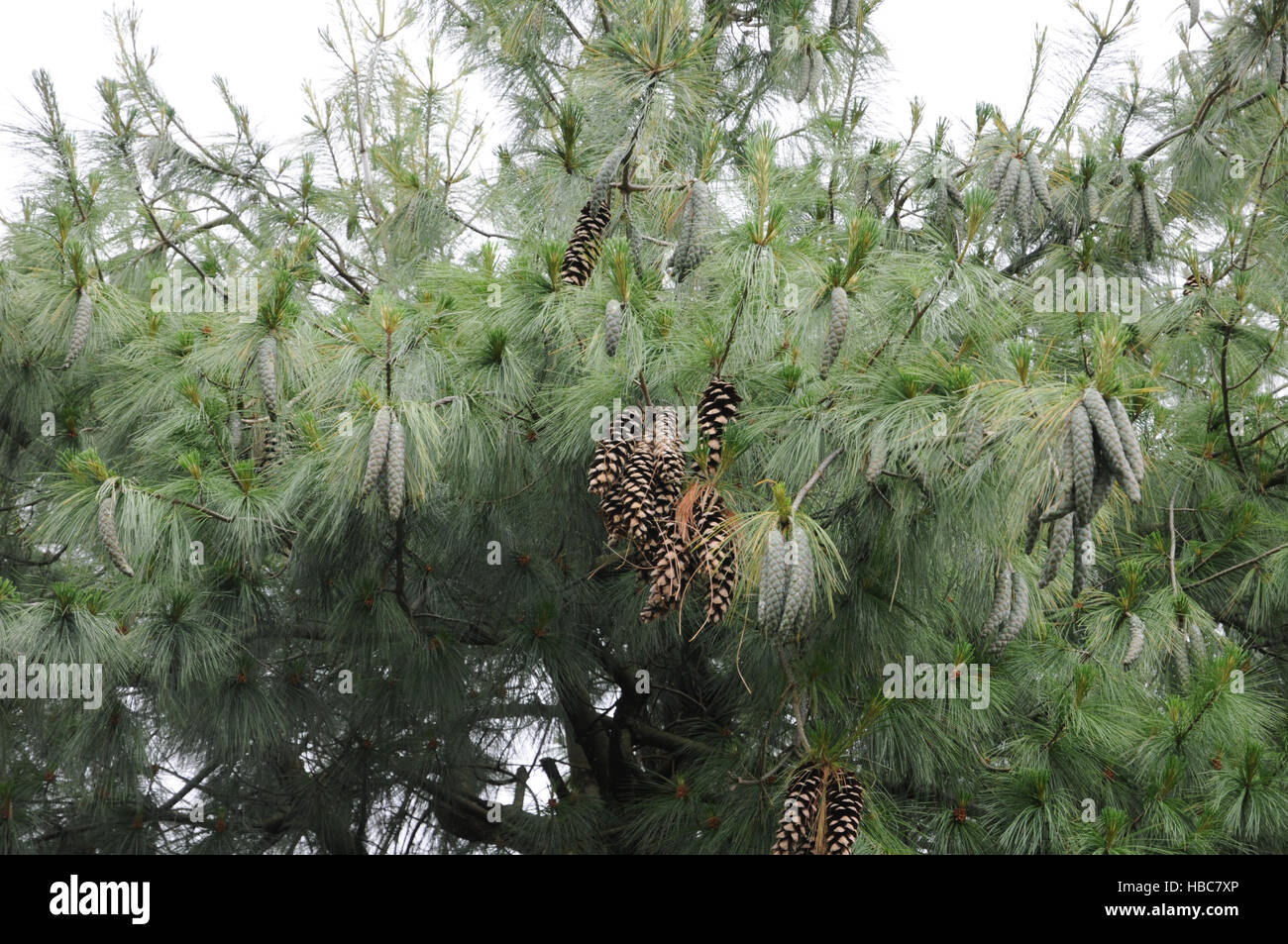 Pinus wallichiana hi-res stock photography and images - Alamy