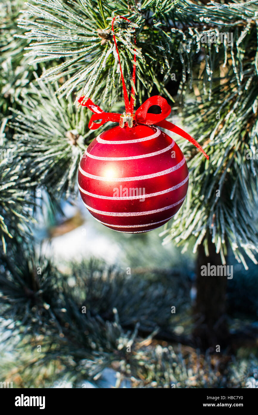 Christmas decorations big red ball on xmas tree outdoor Stock Photo - Alamy