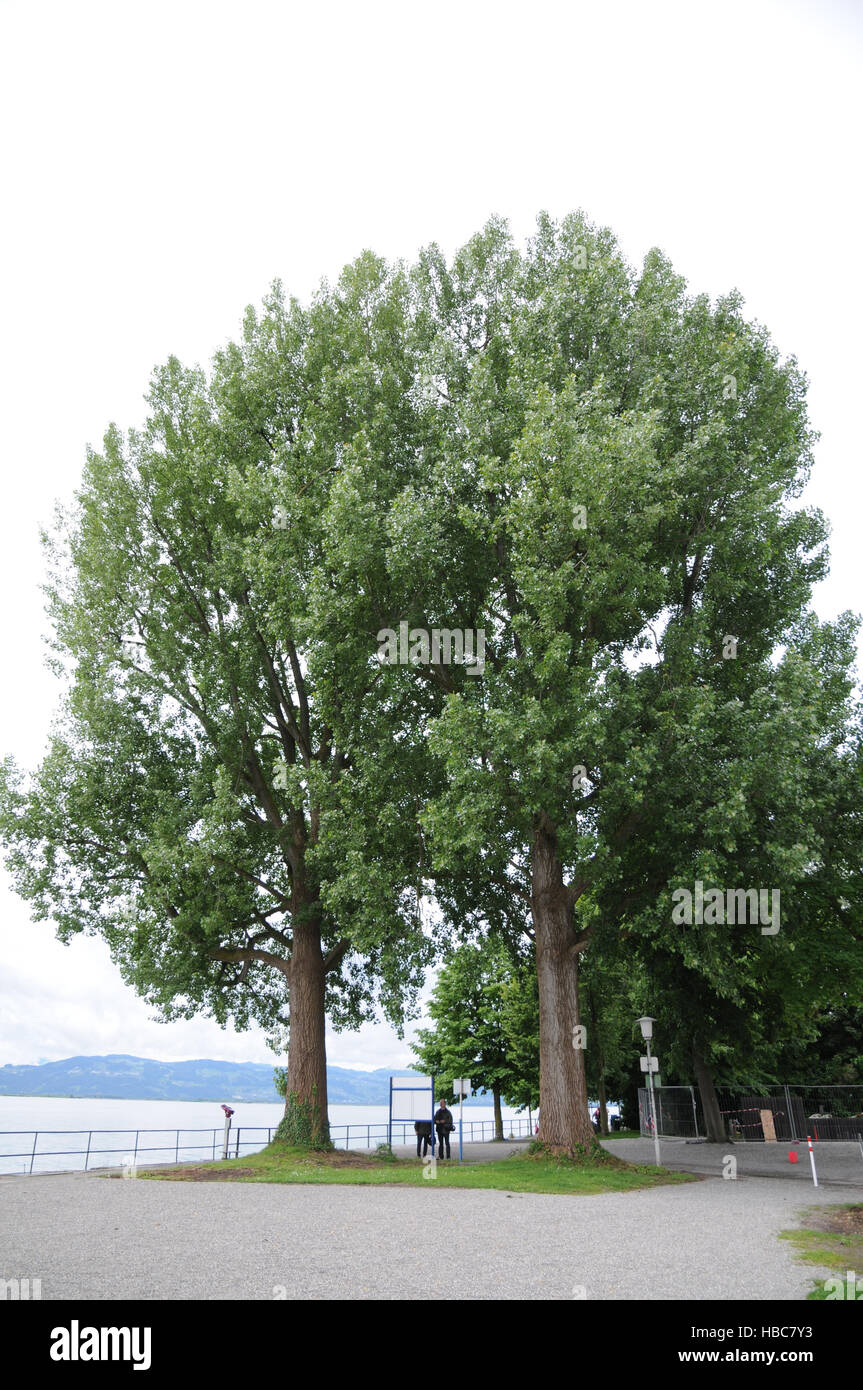 Populus nigra hi-res stock photography and images - Alamy