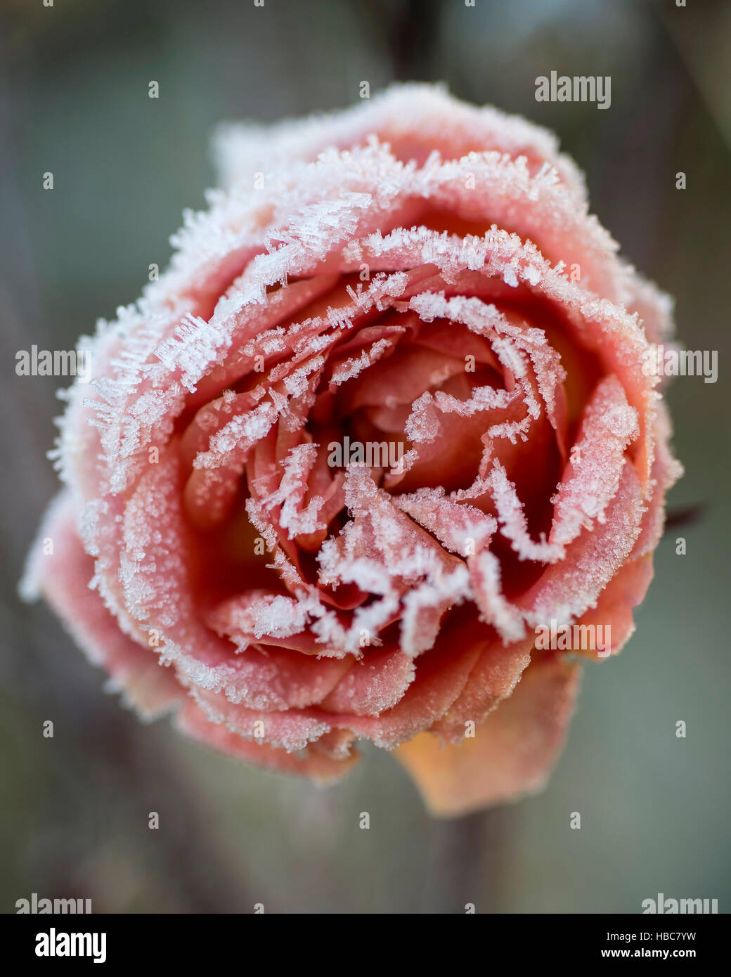 Frozen rose hi-res stock photography and images - Alamy
