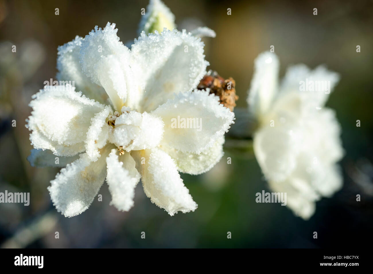 Freeze flower hi-res stock photography and images - Alamy