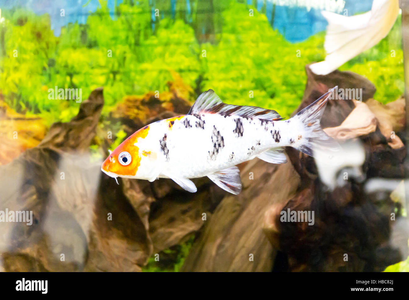 Koi Cyprinus Carpio Carpio High Resolution Stock Photography and Images ...