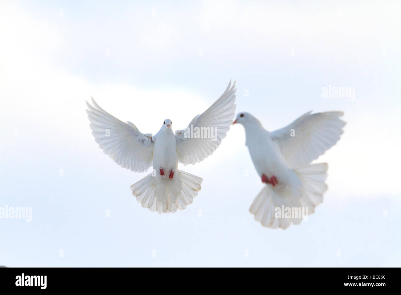 White doves in flying hi-res stock photography and images - Alamy