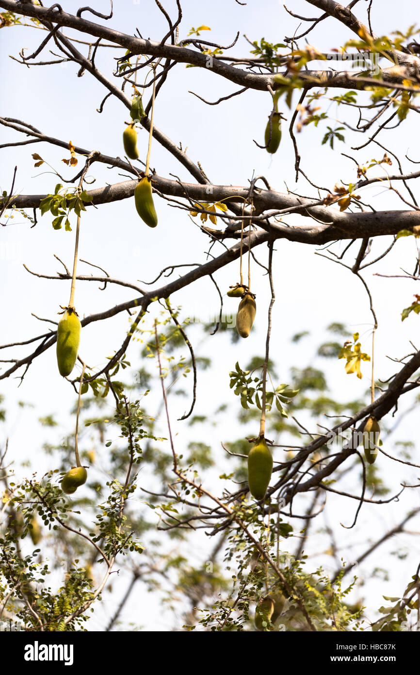 Breadfruit in Africa Stock Photo - Alamy