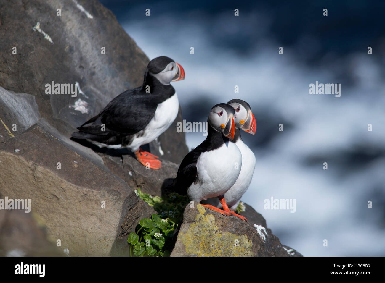 Puffins in nature hi-res stock photography and images - Alamy