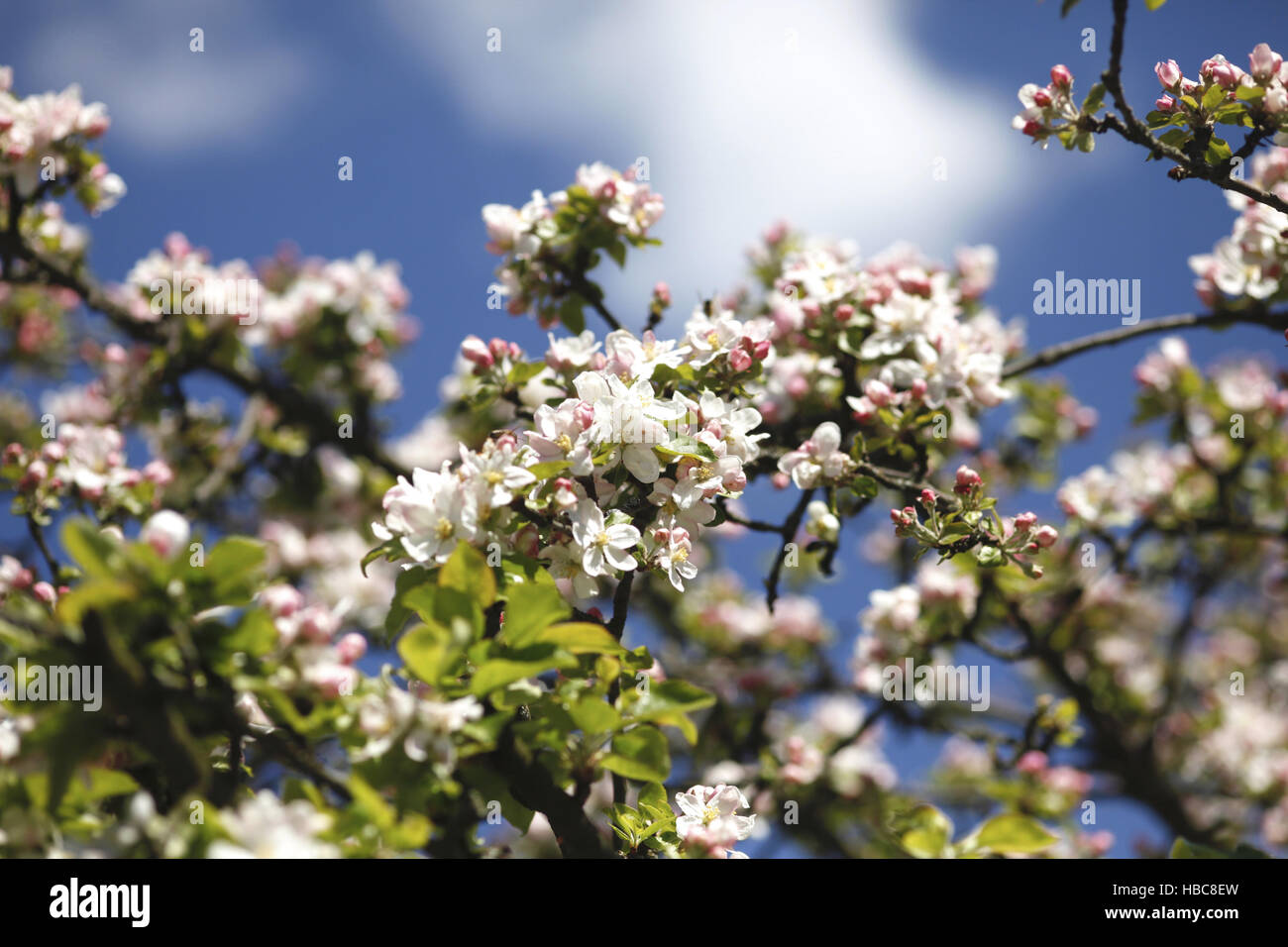 Bluhend apfelbaum hi-res stock photography and images - Alamy