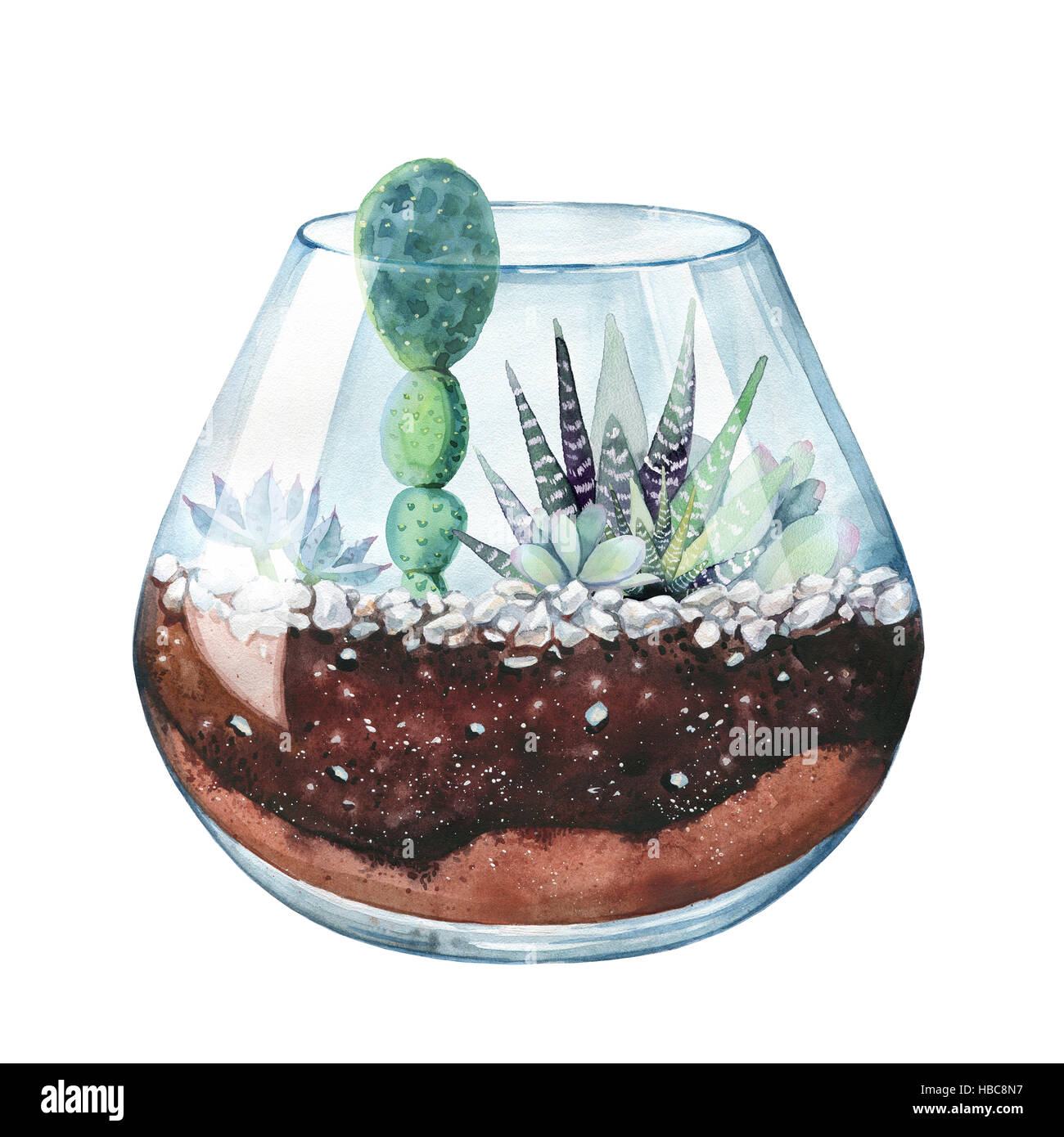 Watercolor terrarium.. A garden of succulents Stock Photo - Alamy