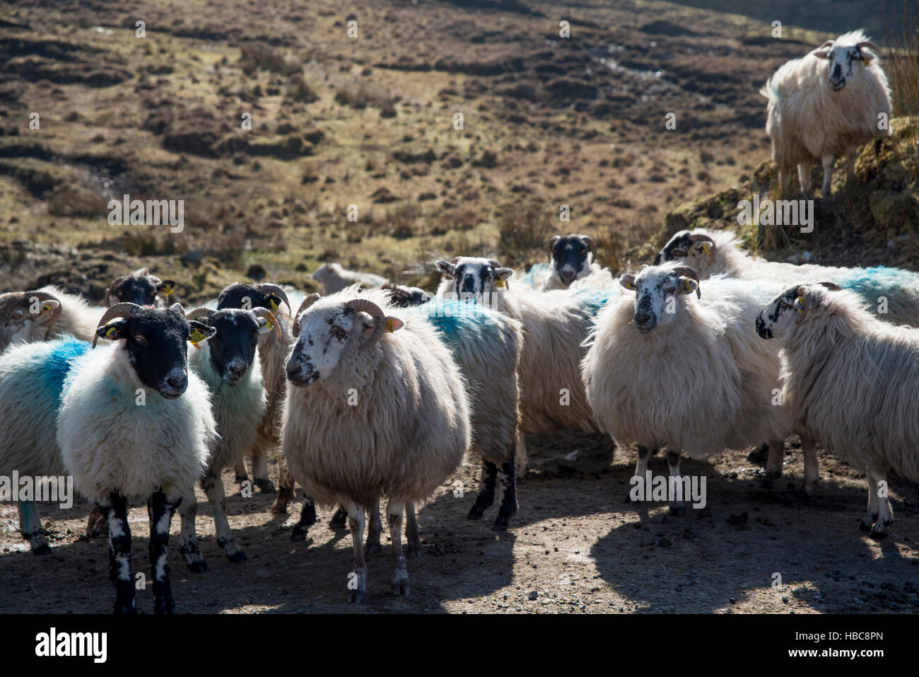 Flock of painted sheep on the side road of west coast of Ireland Stock ...