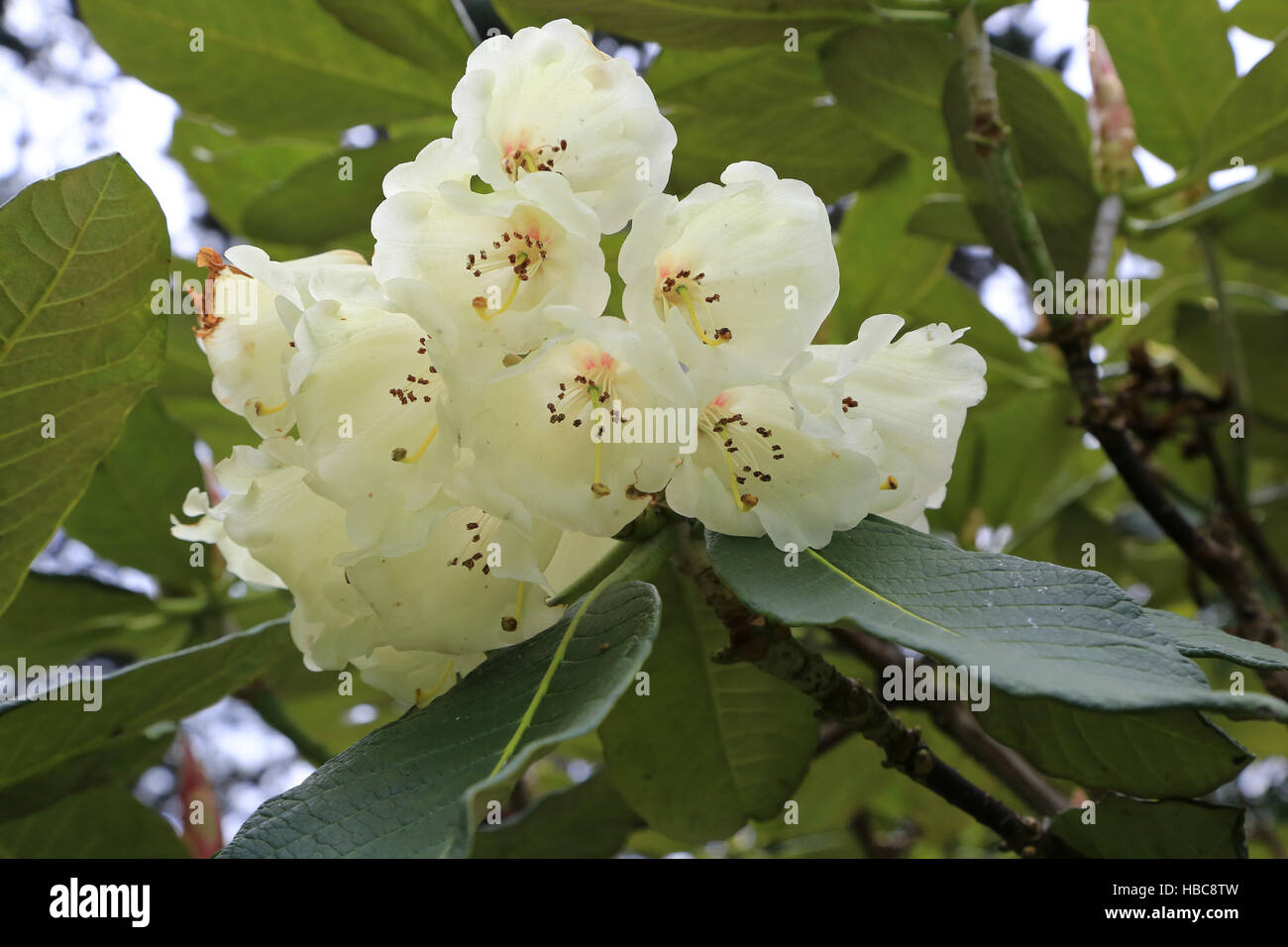 Big leaf rhododendron hi-res stock photography and images - Alamy