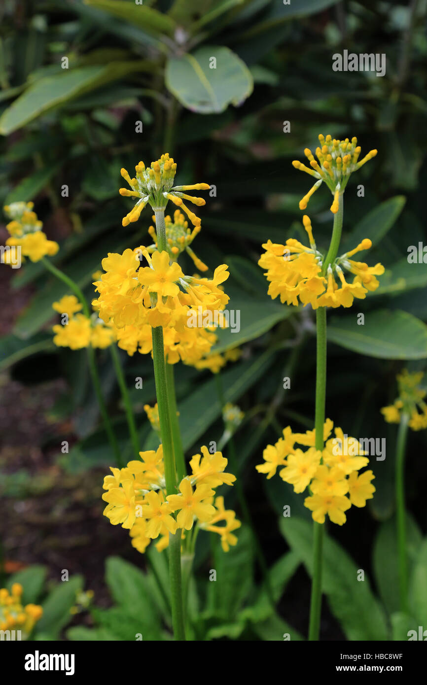 Candelabra primrose, Primula prolifera Stock Photo - Alamy