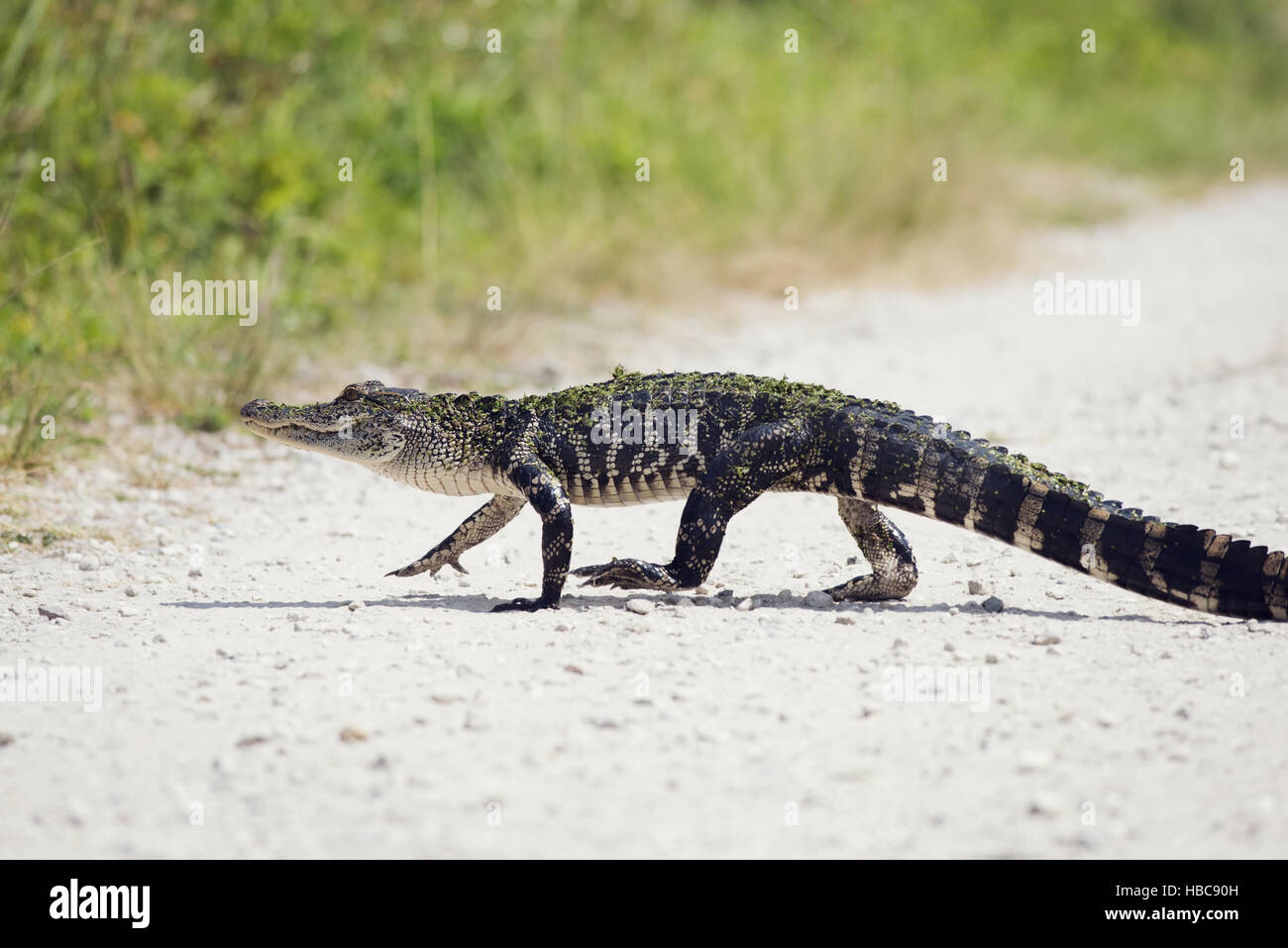 American alligator walking hi-res stock photography and images - Alamy