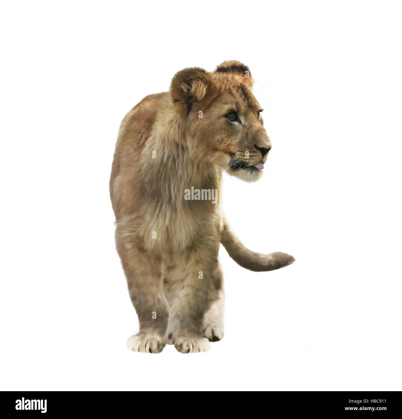 Young lion fur Cut Out Stock Images & Pictures - Alamy