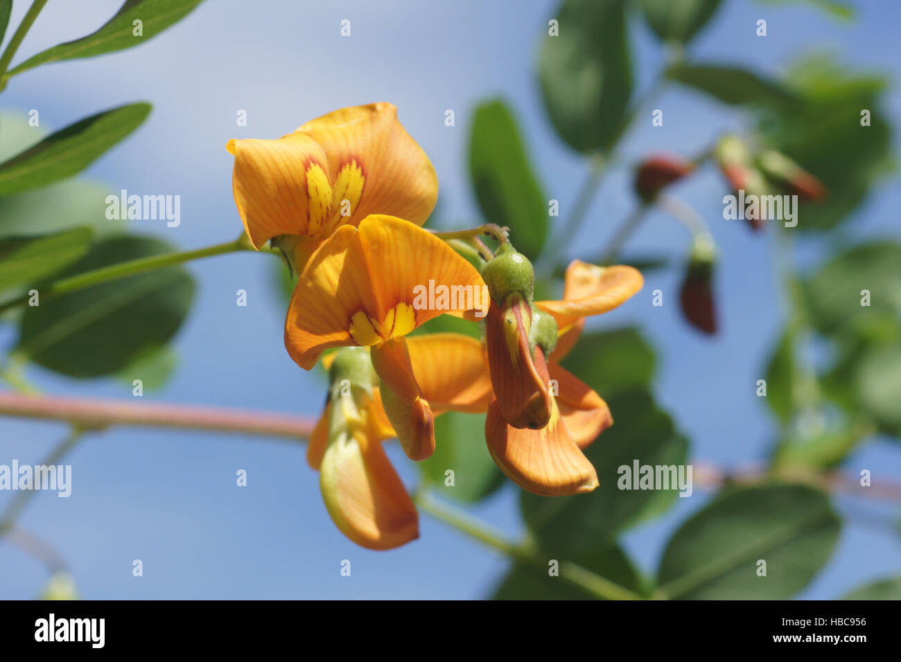 Colutea arborescens hi-res stock photography and images - Alamy