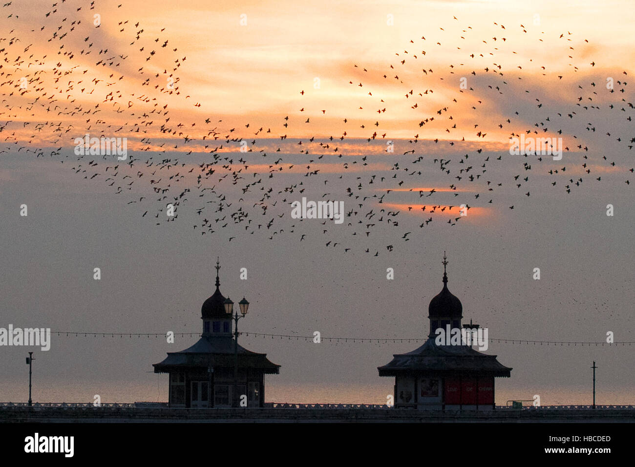 flock fly animal starling flight swarm bird dusk murmuration blackpool ...