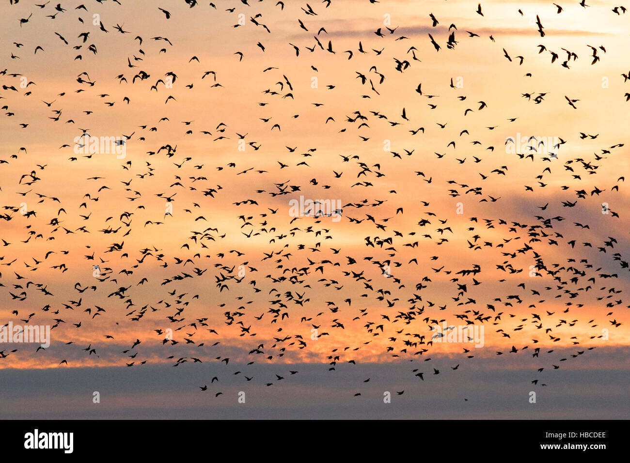 flock fly animal starling flight swarm bird dusk murmuration blackpool ...