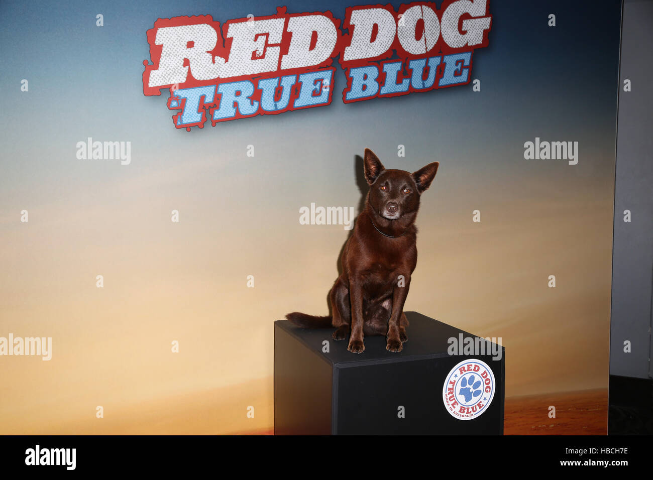 Sydney, Australia. 6 December 2016. Pictured: Phoenix. Local ...