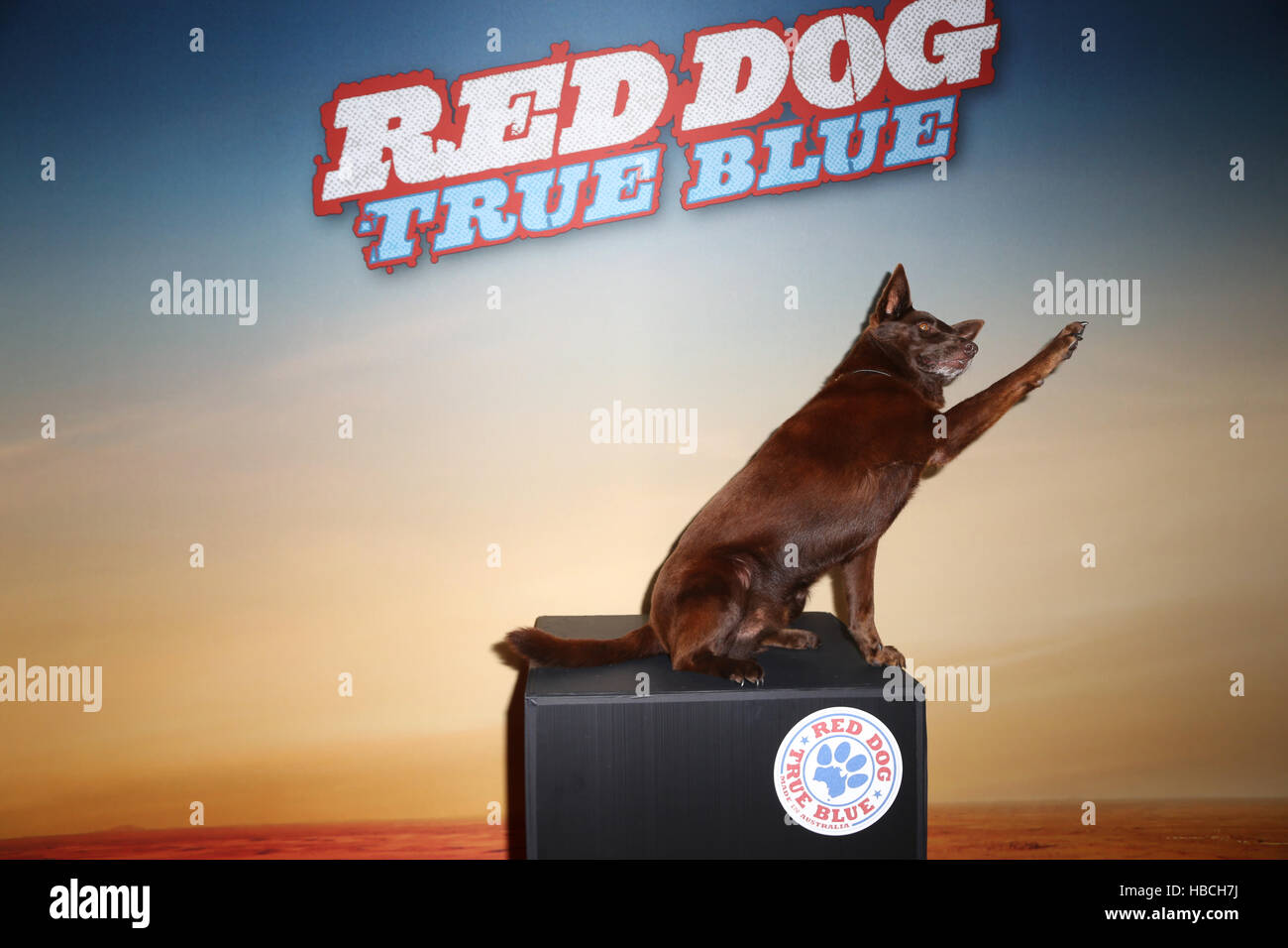 Is Red Dog True Blue Based On A True Story