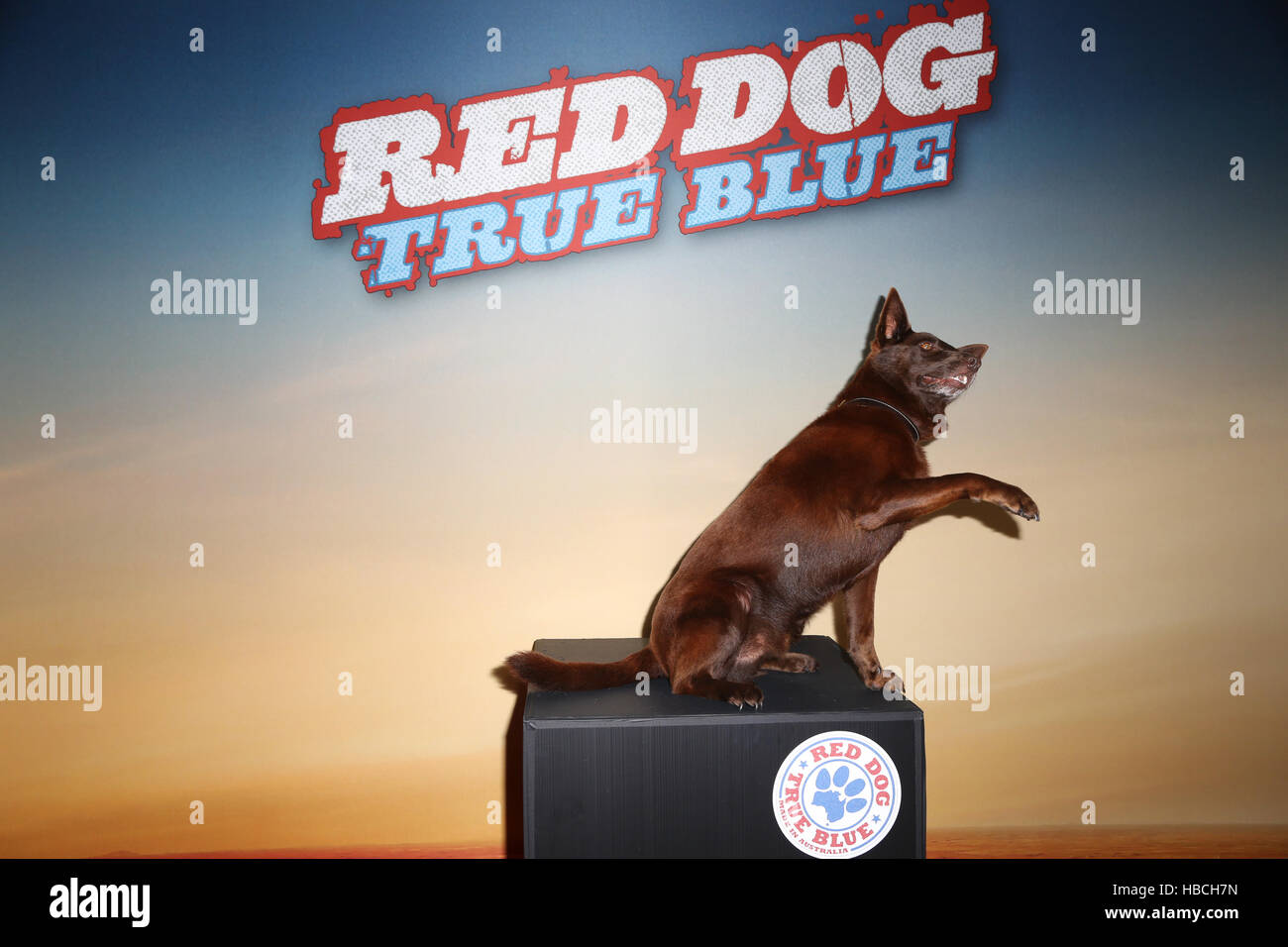 Sydney, Australia. 6 December 2016. Pictured: Phoenix. Local ...