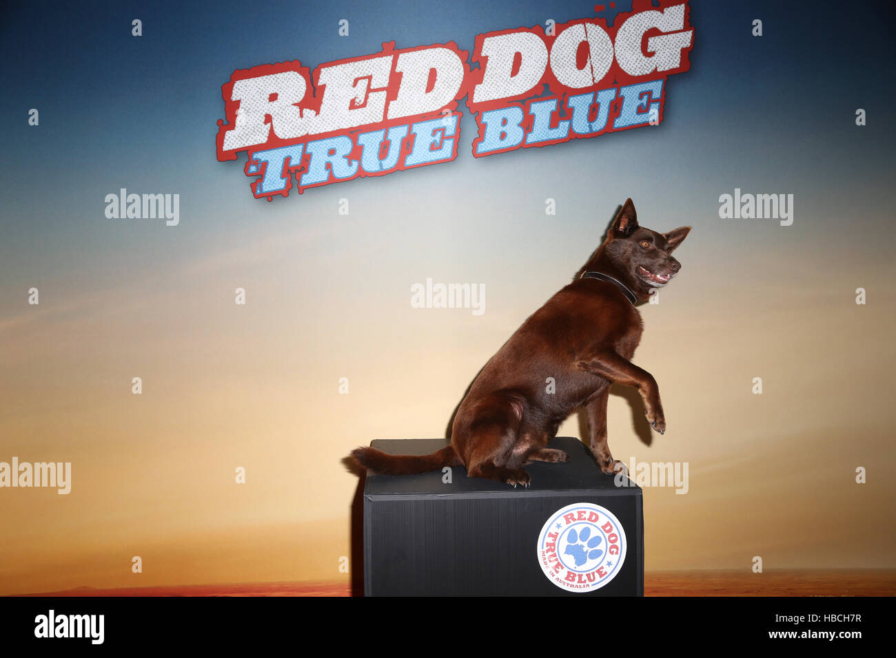 Red dog movie australia hi-res stock photography and images - Alamy