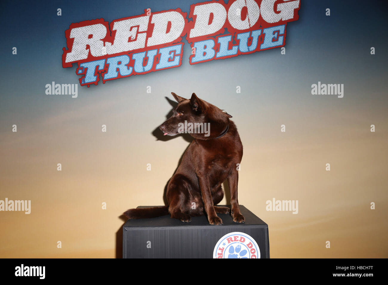 Sydney, Australia. 6 December 2016. Pictured: Phoenix. Local ...