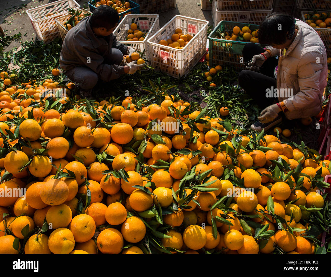 Zigui, China's Hubei Province. 6th Dec, 2016. Residents sort out navel ...