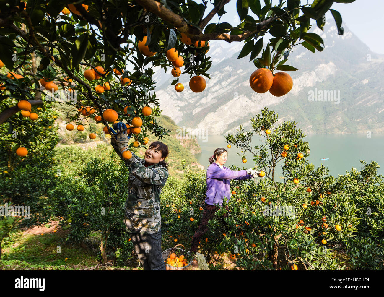 Zigui, China's Hubei Province. 6th Dec, 2016. People pick navel oranges ...