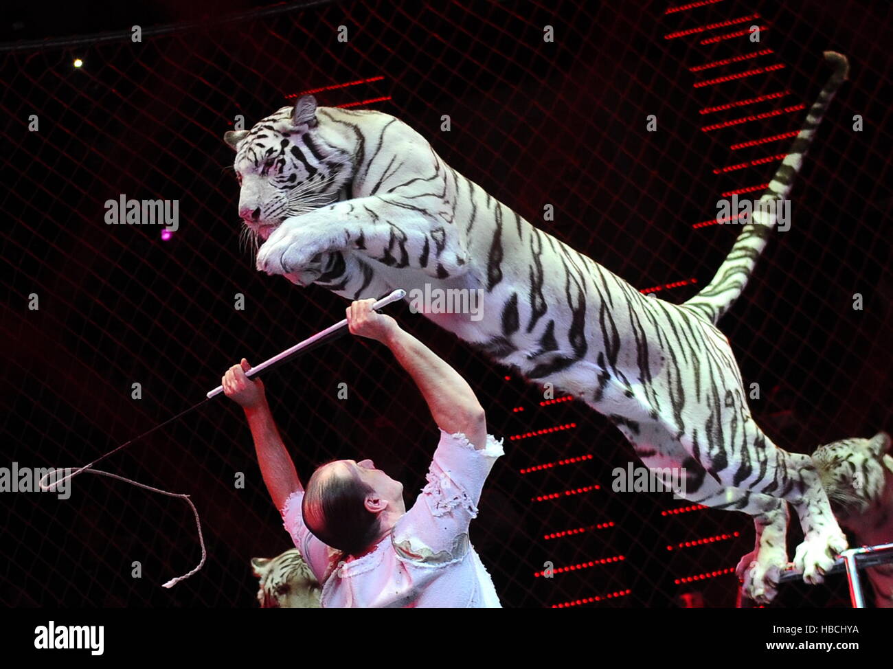 Circus Show Tiger Tamer High Resolution Stock Photography and Images ...