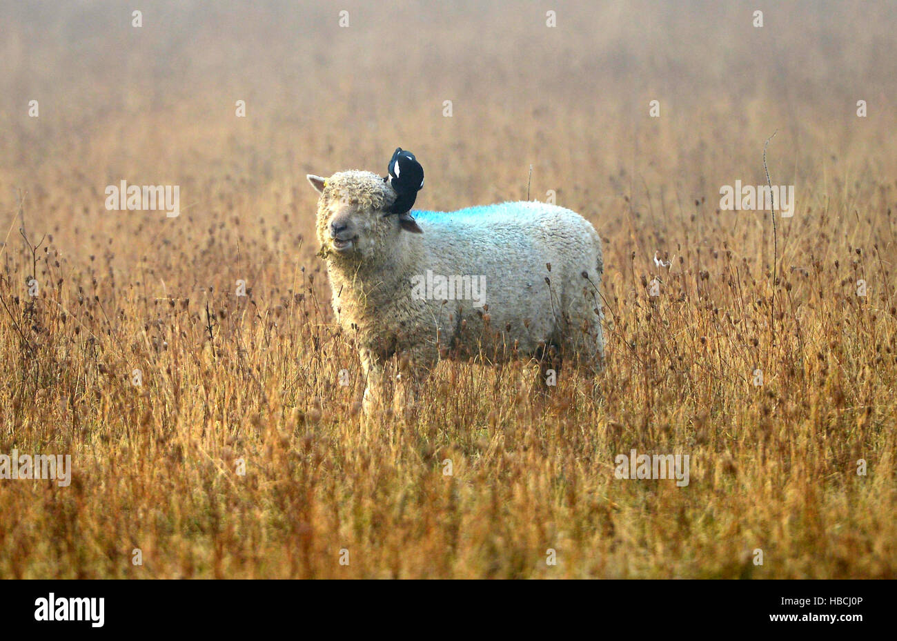 Sheep groomed by magpie, South Downs National Park, East Sussex Stock ...