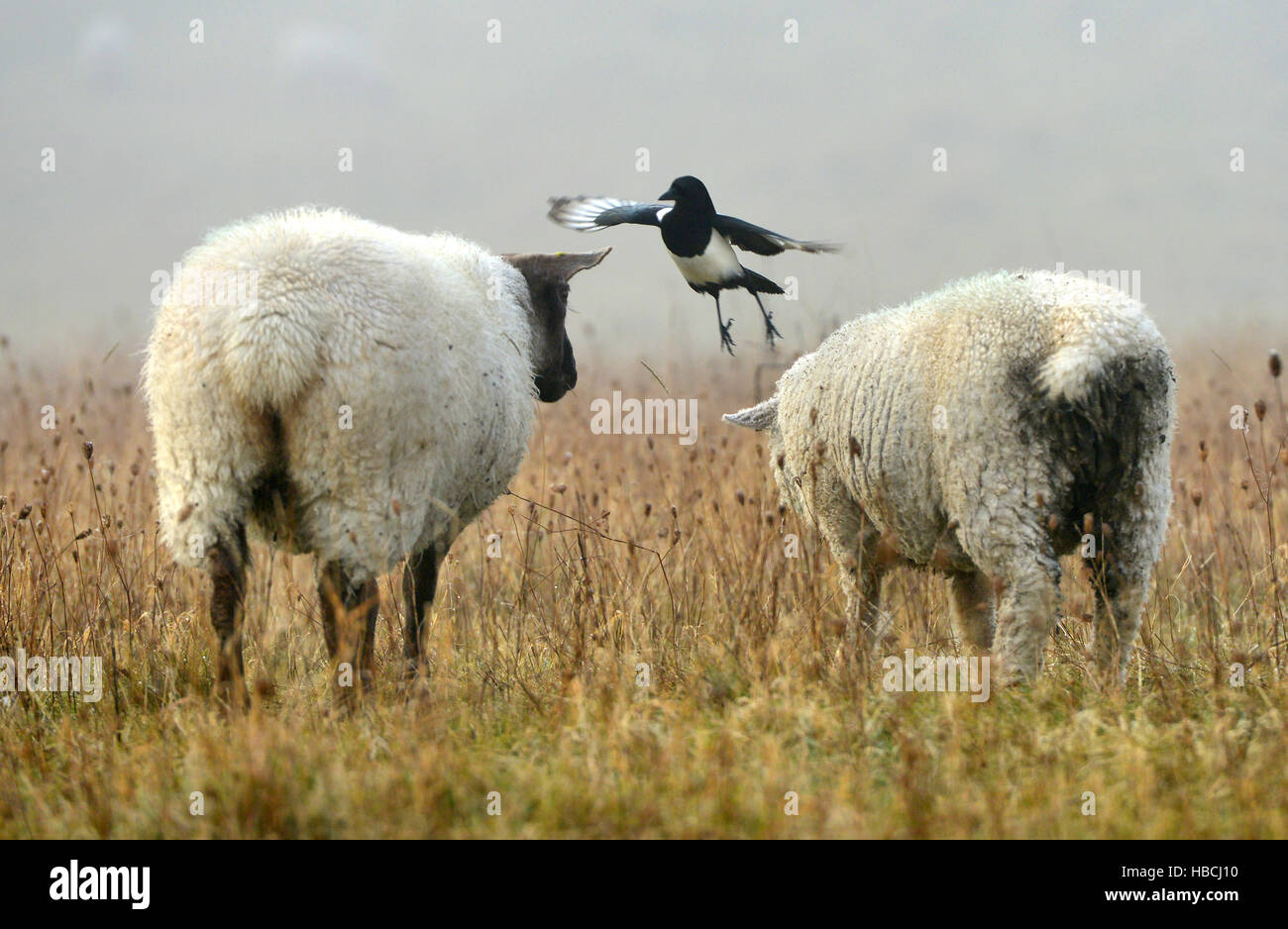 Sheep groomed by magpie, South Downs National Park, East Sussex Stock ...