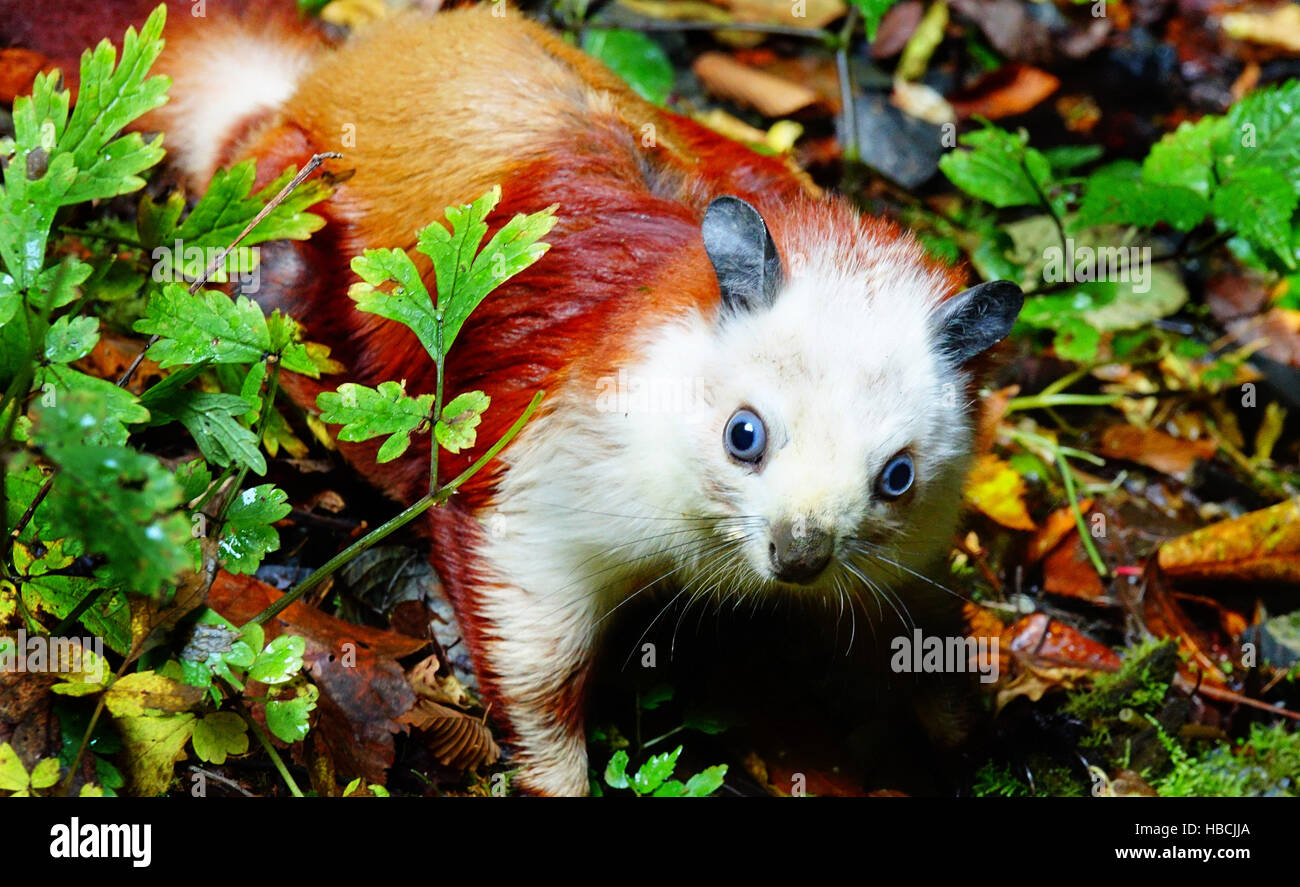 Chinese Giant Flying Squirrel