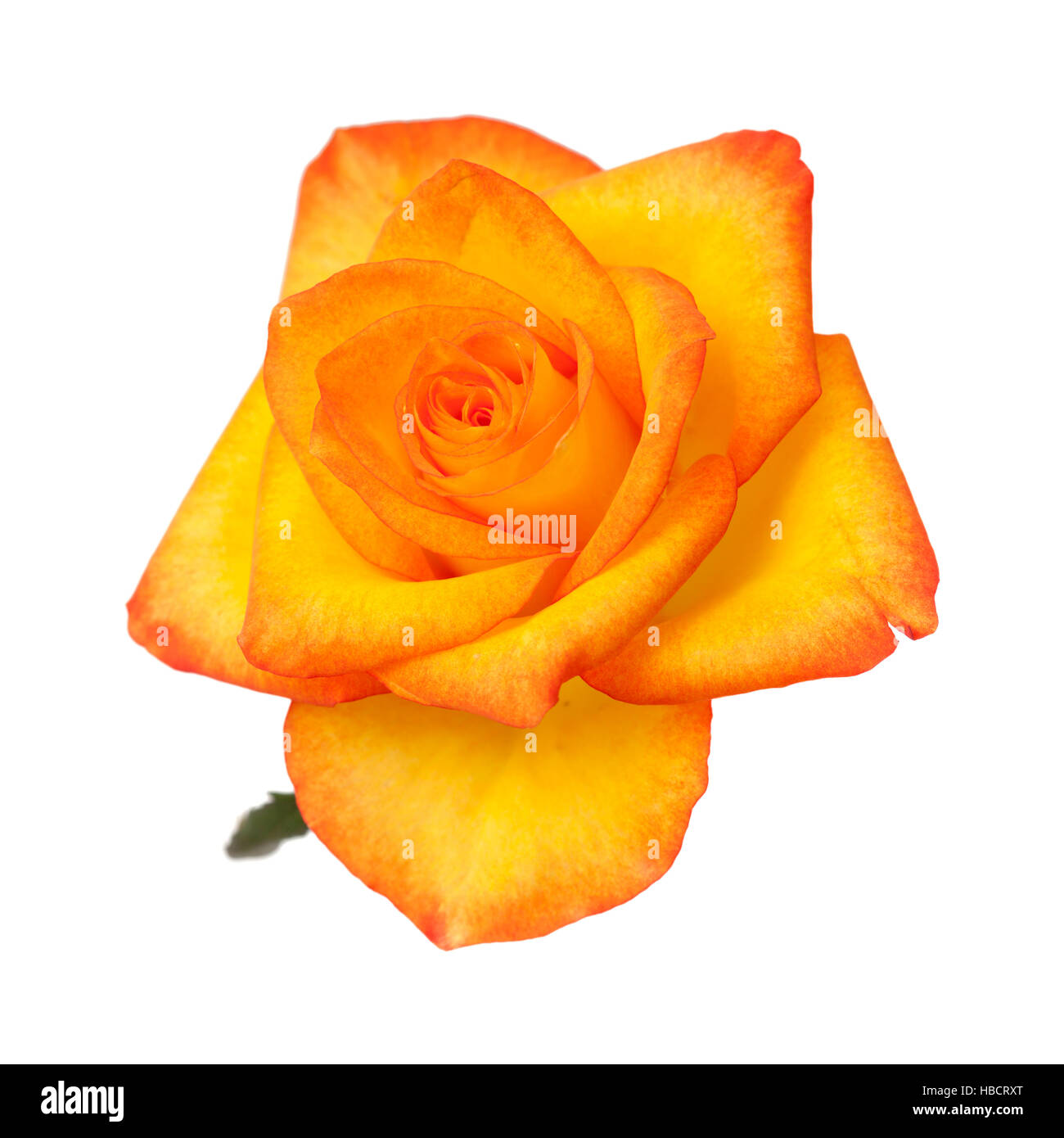 orange and yellow rose isolated on white background Stock Photo - Alamy