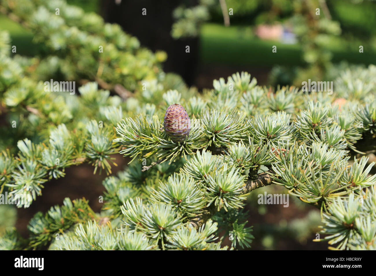 Atlas ceder, Cedrus atlantica Stock Photo - Alamy
