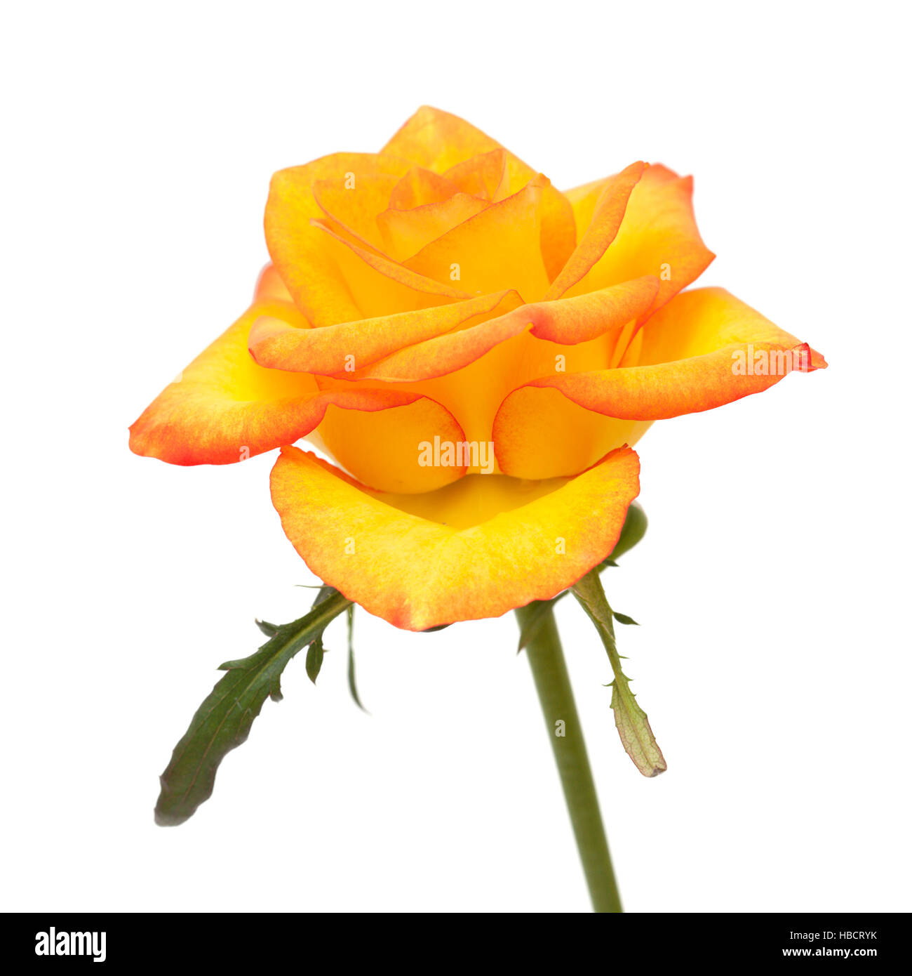orange and yellow rose isolated on white background Stock Photo - Alamy
