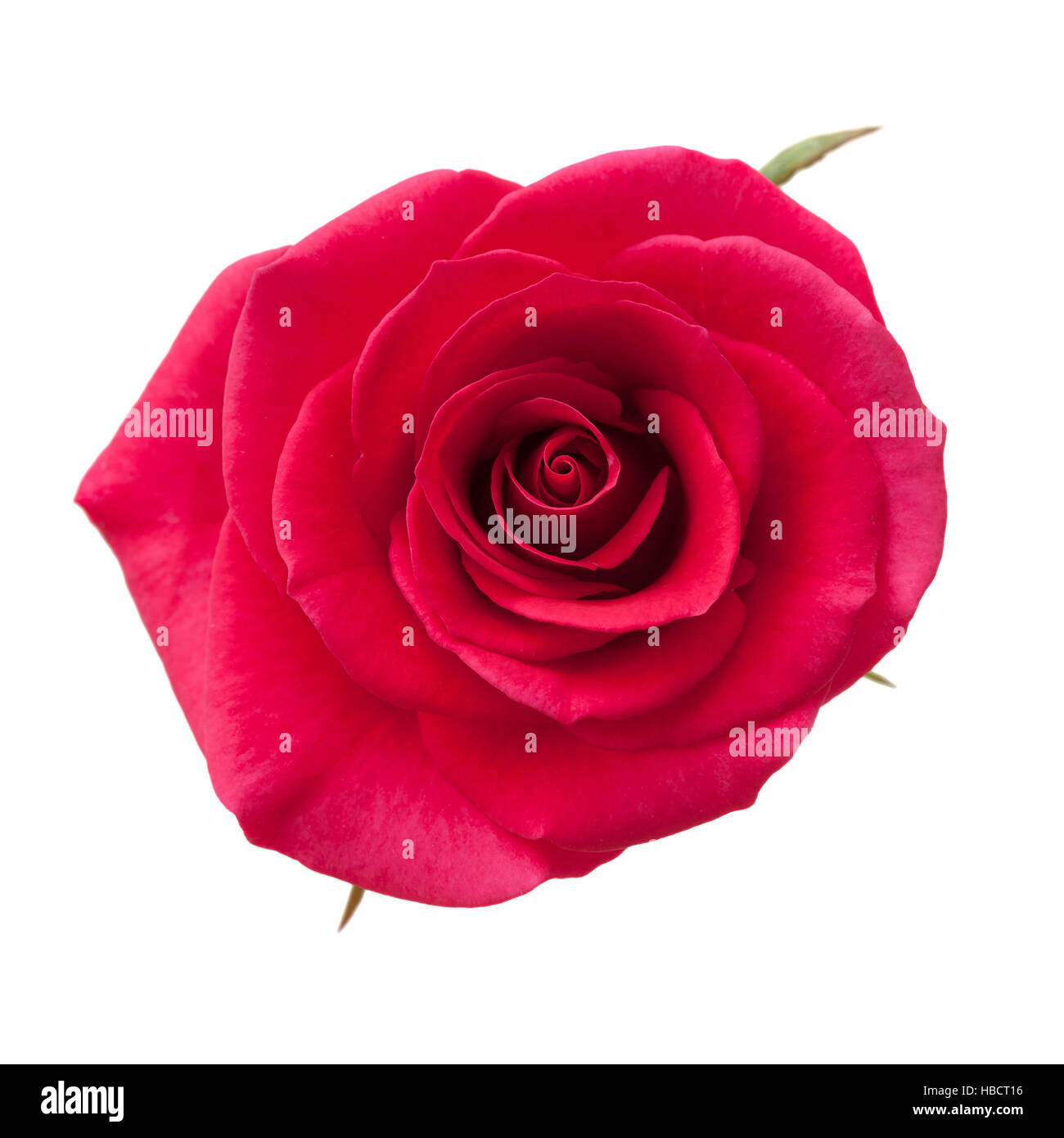 Magenta rose hi-res stock photography and images - Alamy