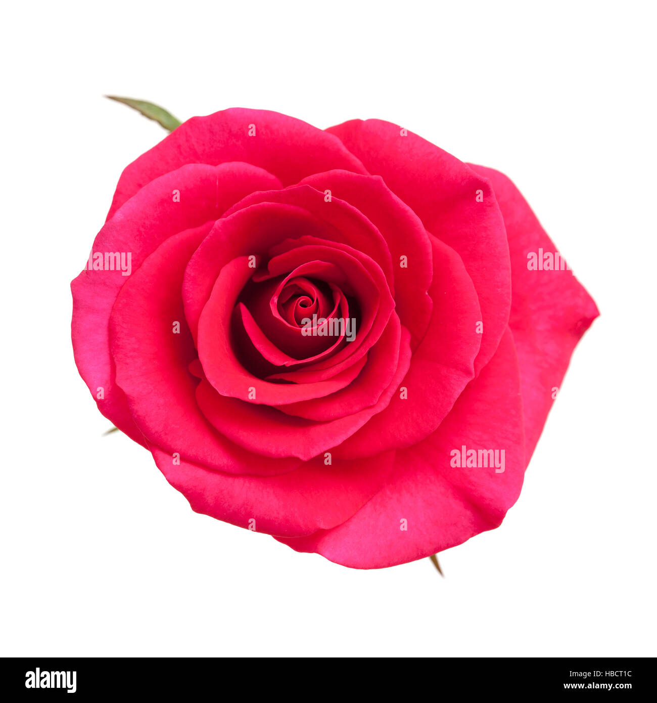 bright magenta rose flower isolated on white background Stock Photo - Alamy