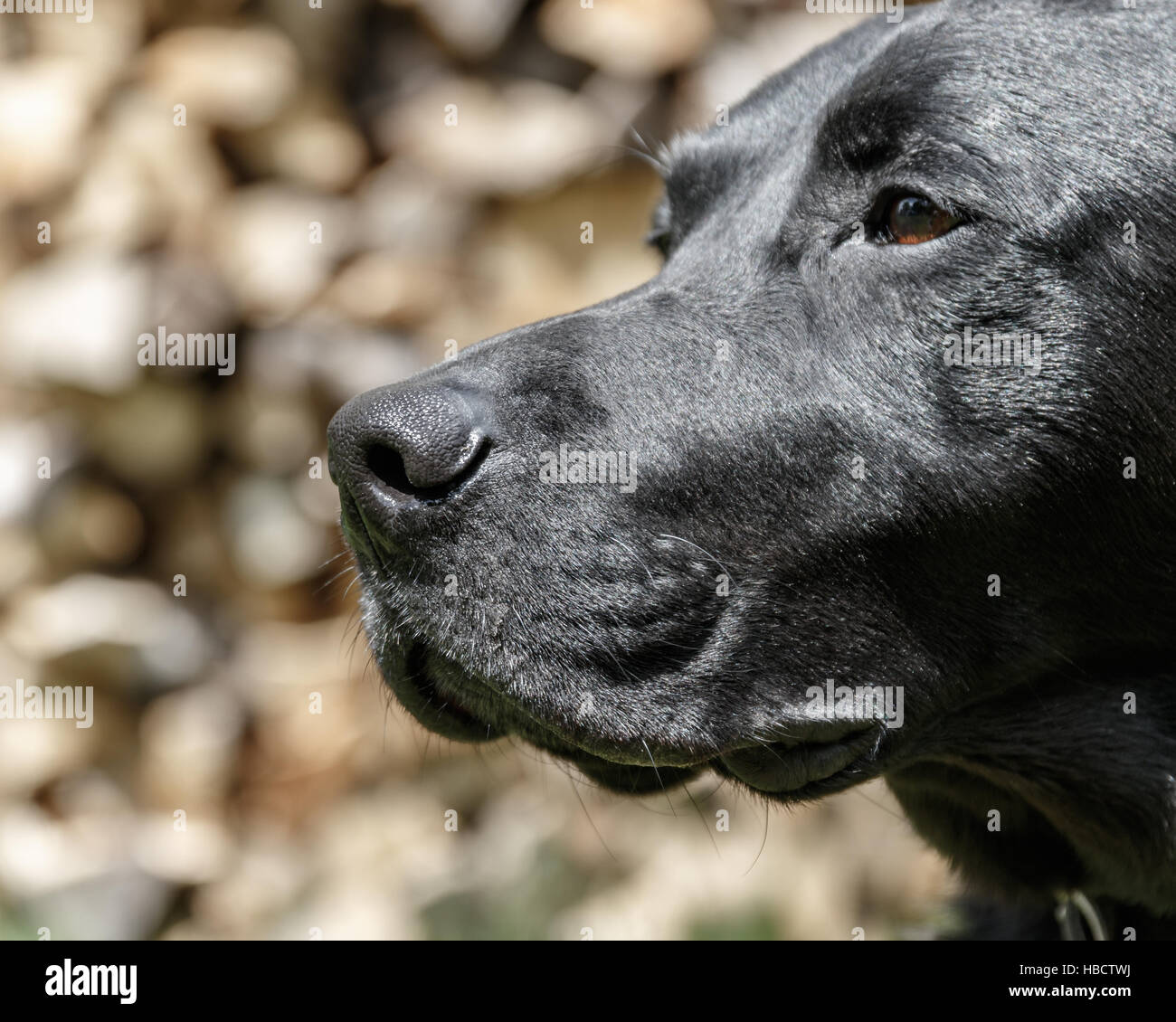 Labrador Retriever Portrait Stock Photo - Alamy