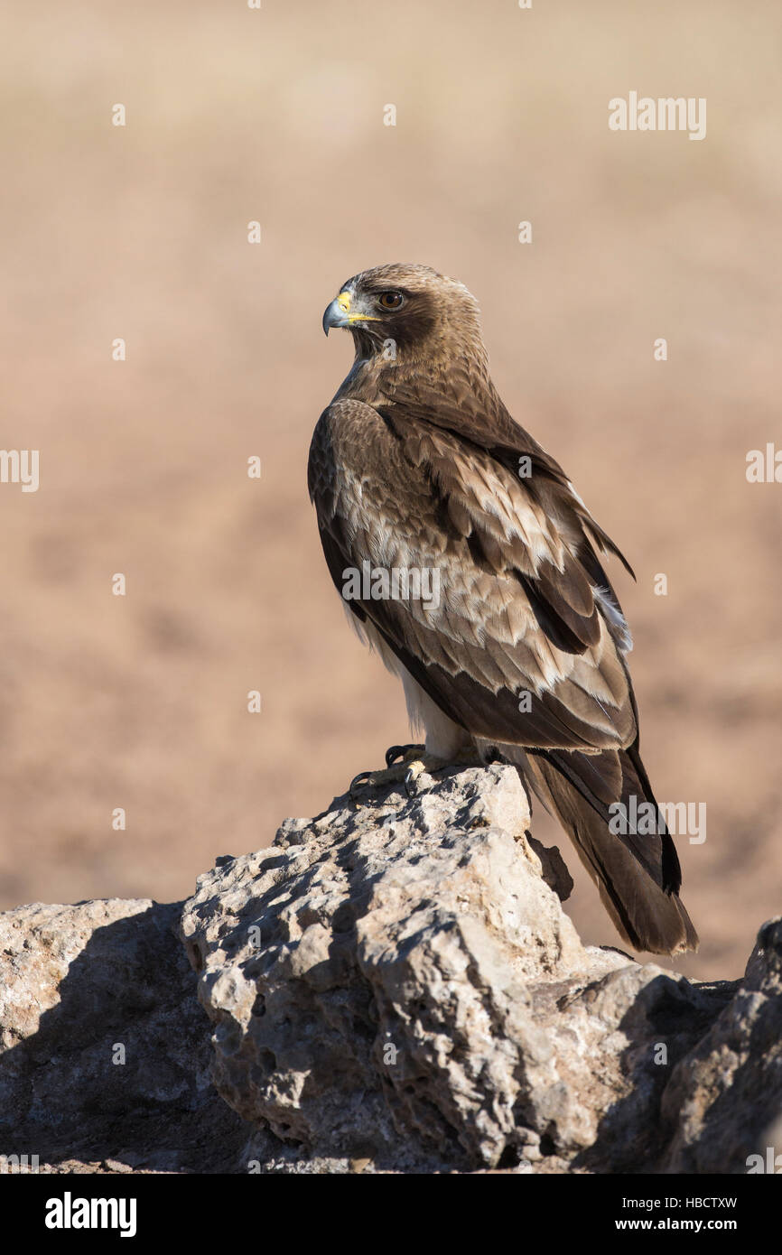 Booted Eagle High Resolution Stock Photography and Images - Alamy