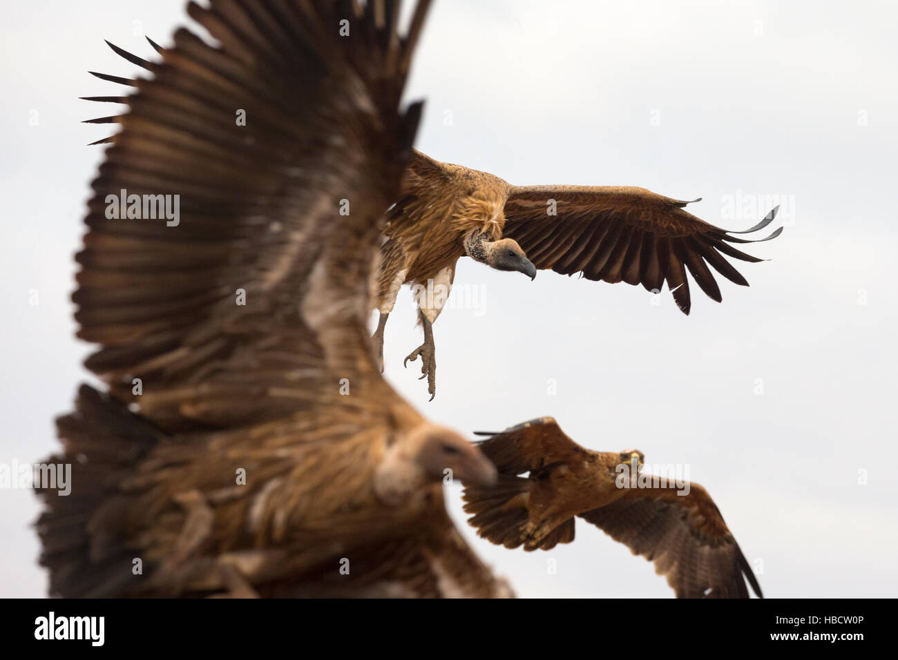Whitebacked vultures (Gyps africanus) flying in to feed with tawny ...