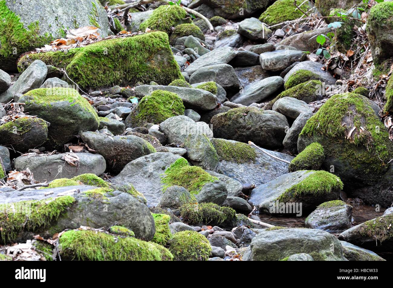 Riverbed with scree Stock Photo - Alamy