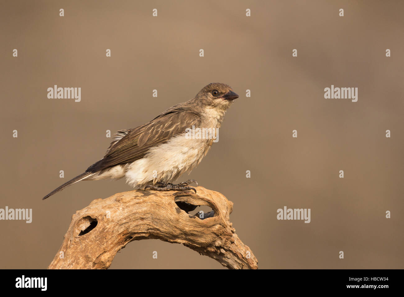 Greater honeyguide (Indicator indicator), Zimanga private game reserve ...