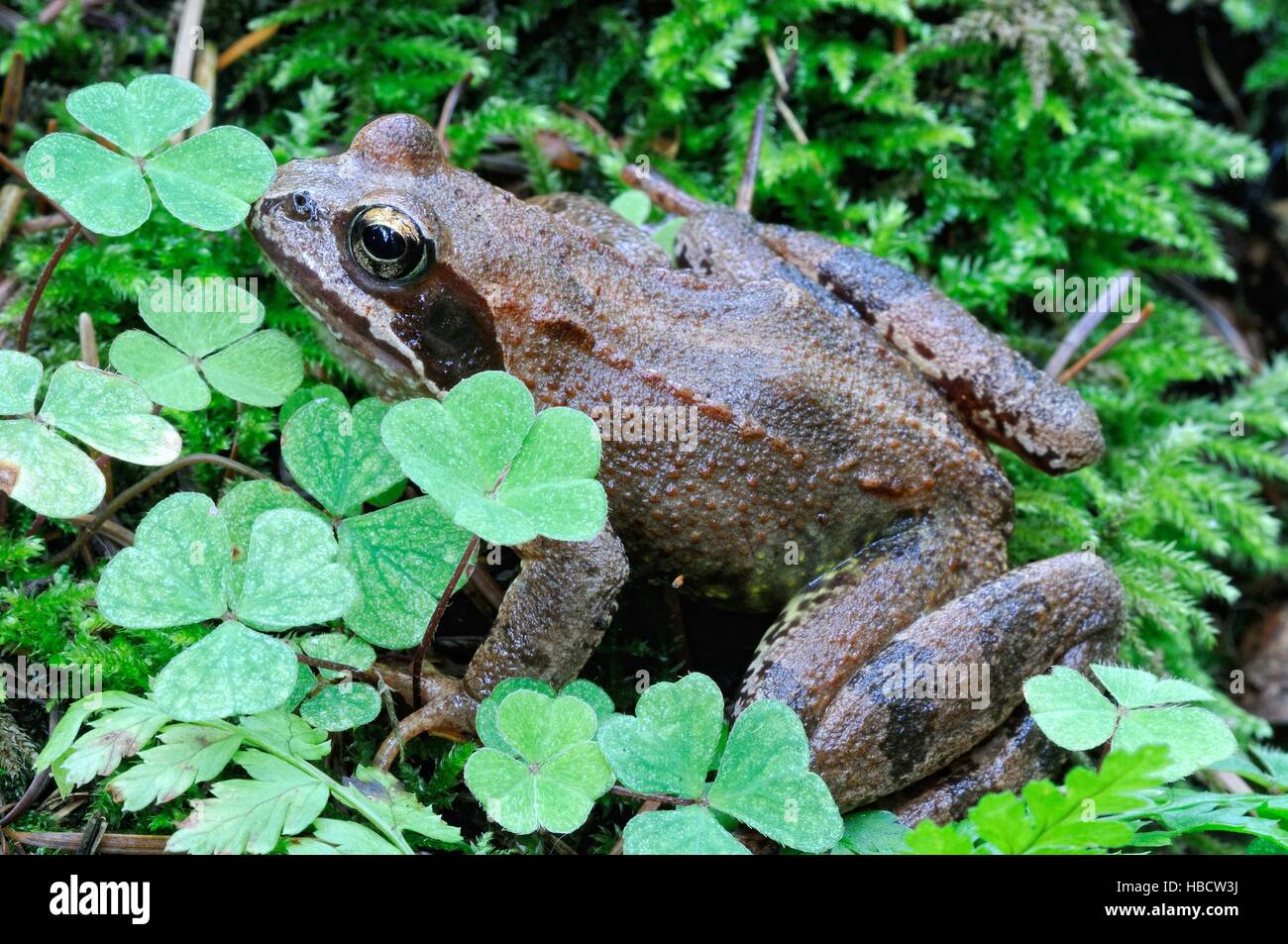 Common Toad on the forest floor Stock Photo - Alamy