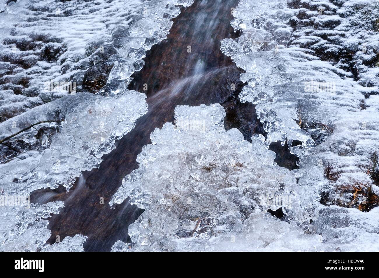 Alive And Frozen In Ice