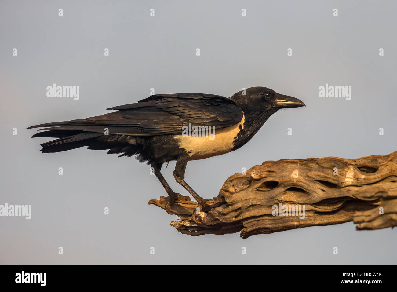 South african crow hi-res stock photography and images - Alamy