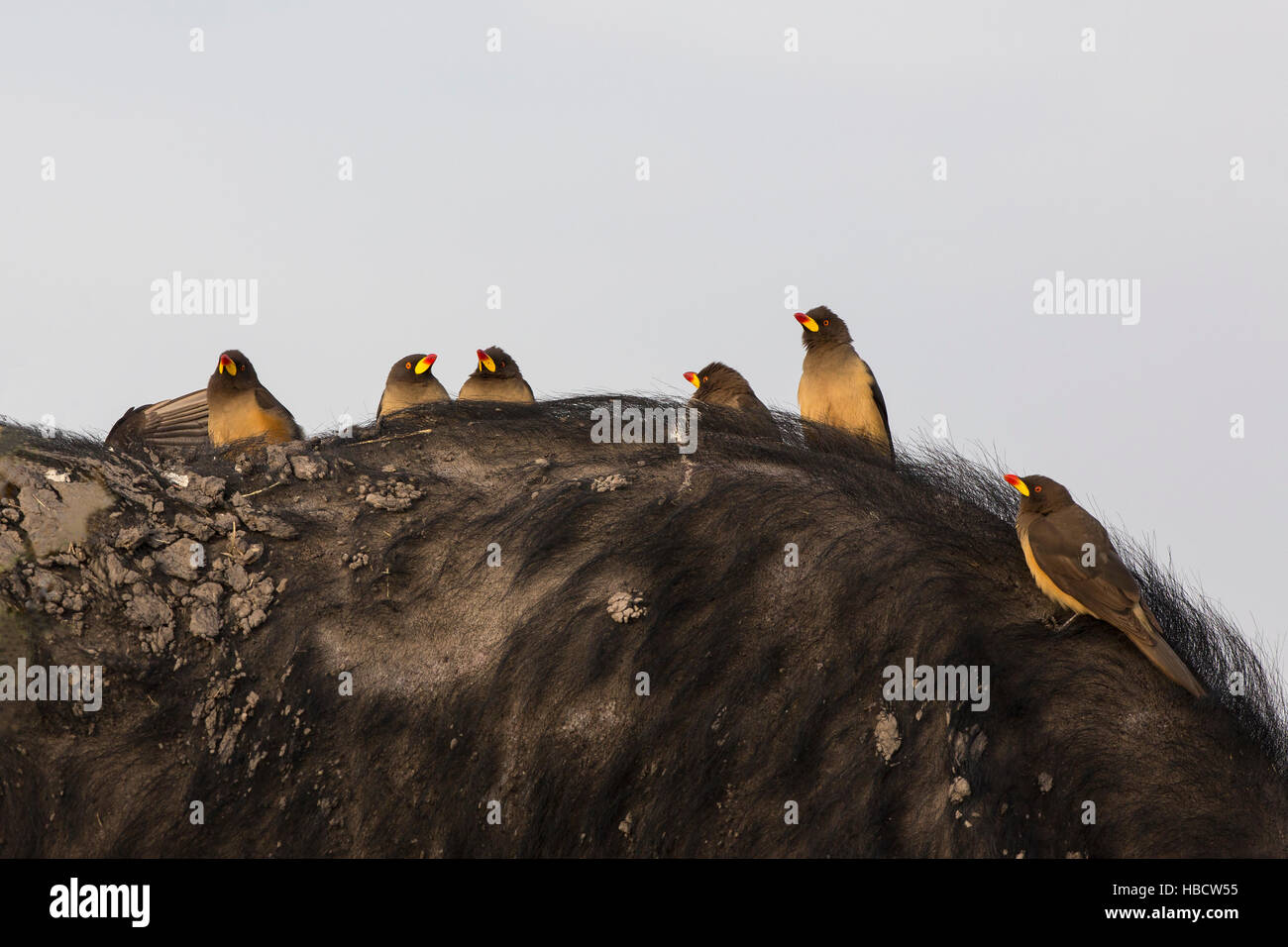 Yellow-billed oxpeckers (Buphagus africanus) on Cape buffalo (Syncerus ...
