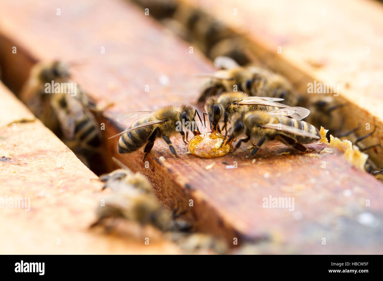 Save the honey bee hi-res stock photography and images - Alamy