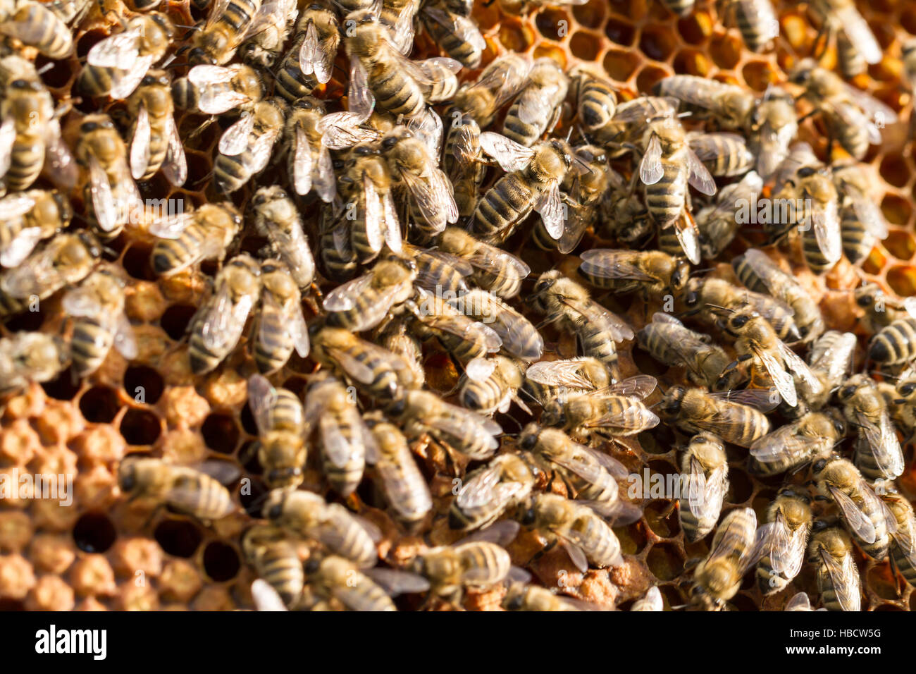 Brood cells hi-res stock photography and images - Alamy